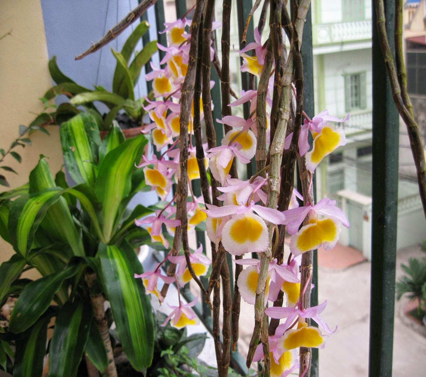 Chăm sóc lan rừng | chăm sóc hoa