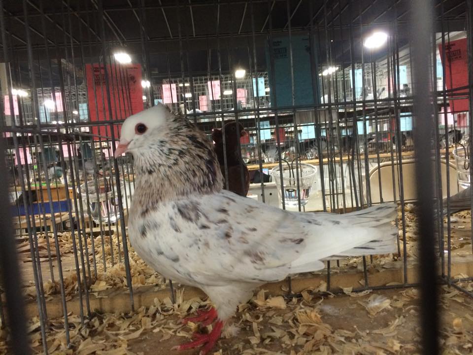 World of Pigeons and Doves: Mookee Pigeon