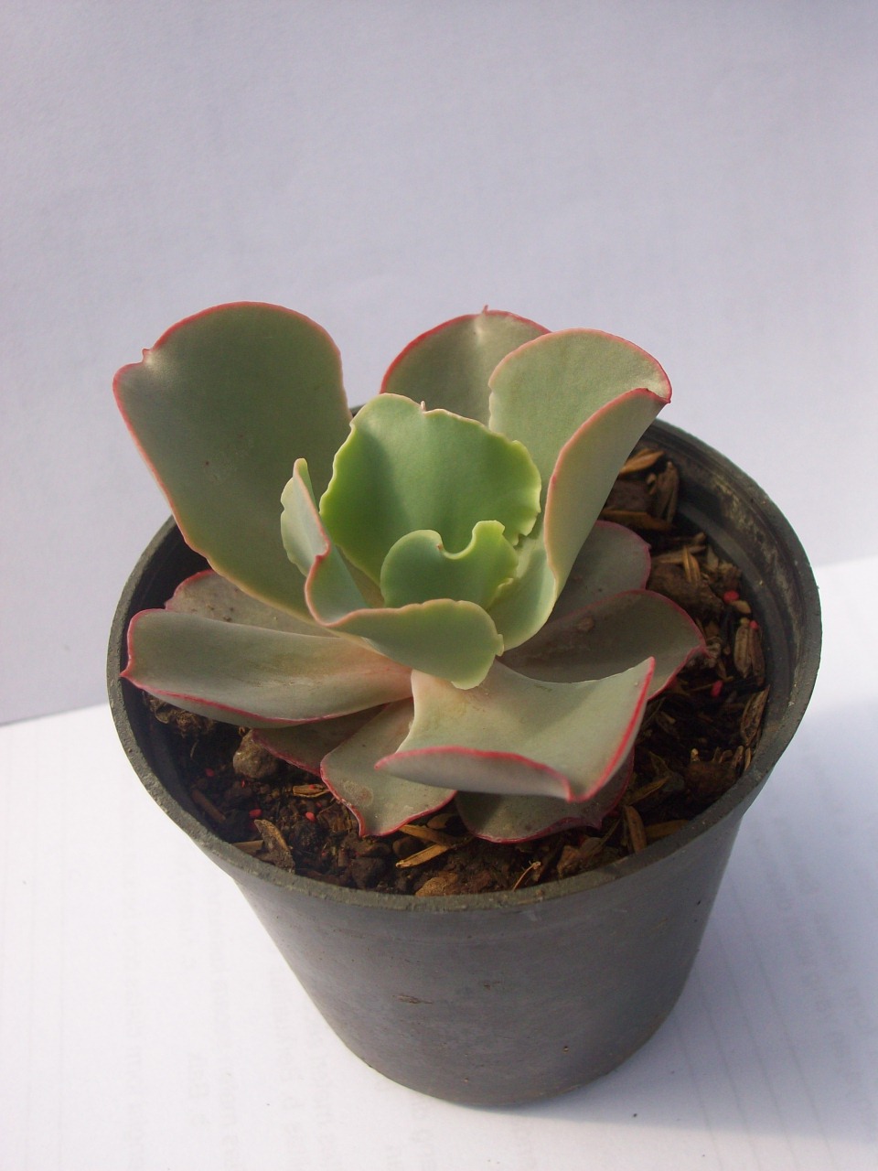 souvenir hijau: Jenis-Jenis kaktus dan sukulen