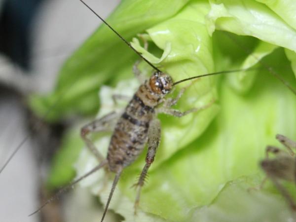 Los jóvenes que buscan incentivar el consumo de insectos en Colombia ...