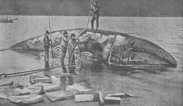 Jesse's Blog: Moby Dick Ch. 24: The Advocate