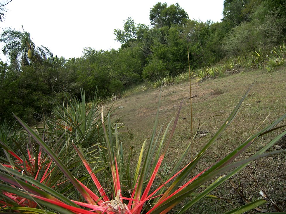 FLORA DE MISIONES Argentina: Bromelia balansae Mez