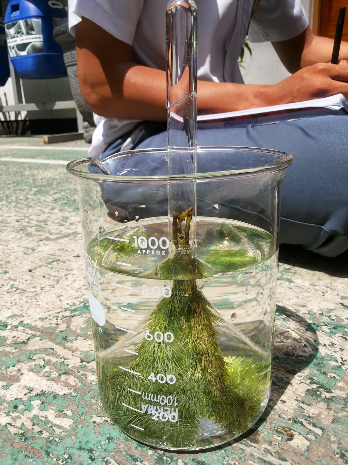 percobaan ingenhousz - wood scribd indo