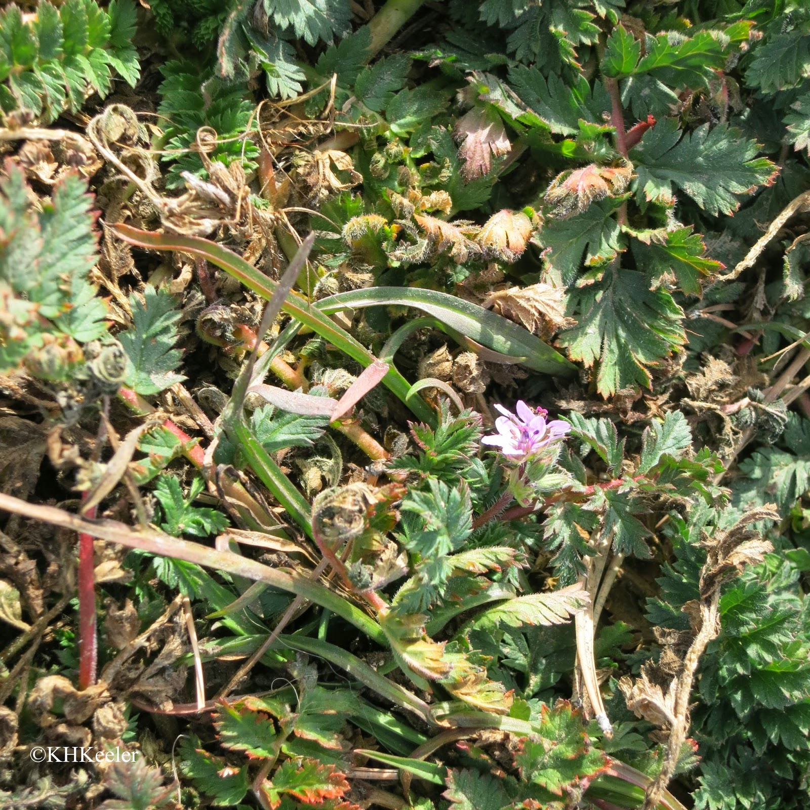 Plant Story--redstem stork's bill, Erodium cicutarium--early to flower ...