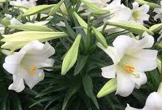 National Flower of Vatican City