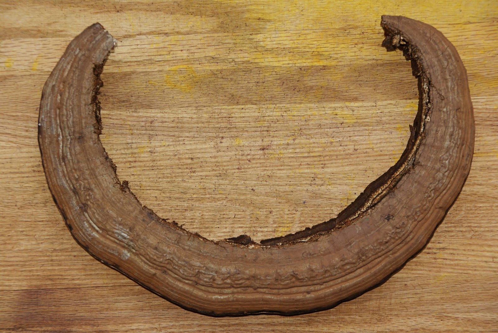 Being Herbalism: Harvesting Artist's Conk (Ganoderma)