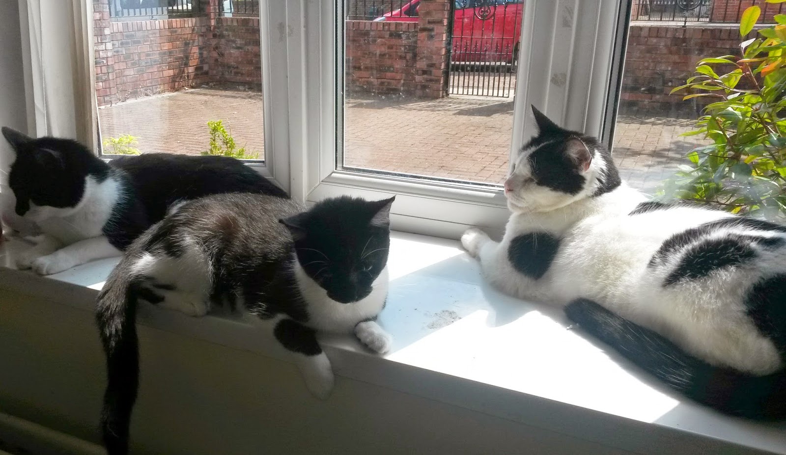 Cat Rescuing, Sunderland: CATS IN A BAY WINDOW