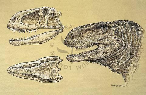 Palaeos, la historia de la Vida en la Tierra: Dinogalería: Abelisaurus
