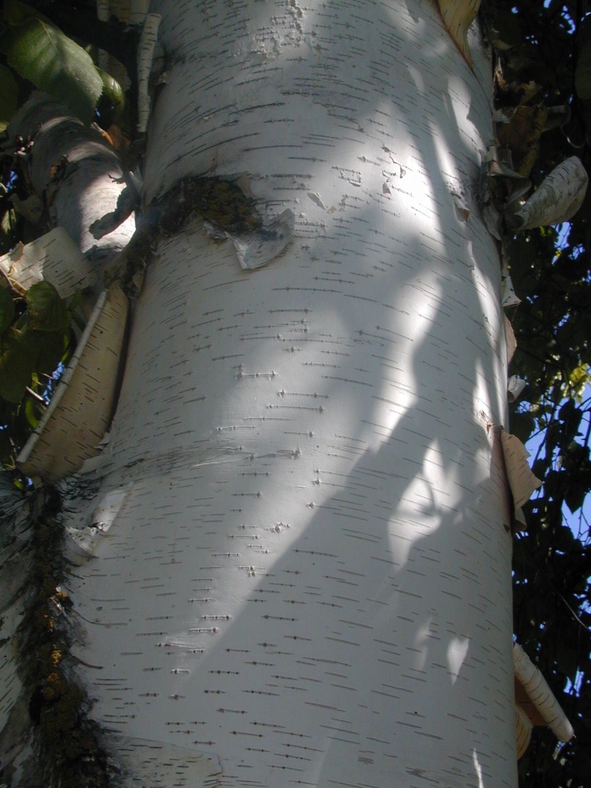Trees of Santa Cruz County: Betula papyrifera - Paperbark Birch