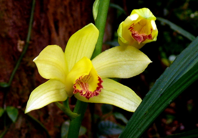 Phaius flavus care and culture | Travaldo's blog