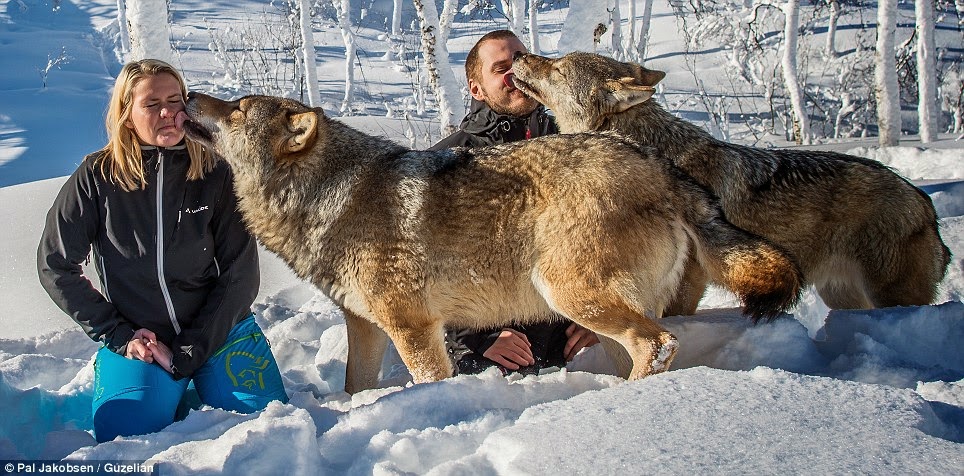 White Wolf : Amazing Photos Show Wild Wolves Licking the Faces of the ...
