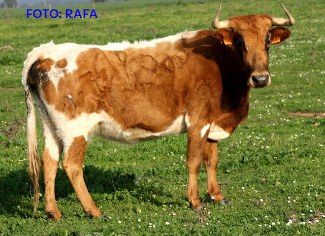 Asociación Toreo en Red Hondo: PRIETO DE LA CAL (2): VACAS, SEMENTALES