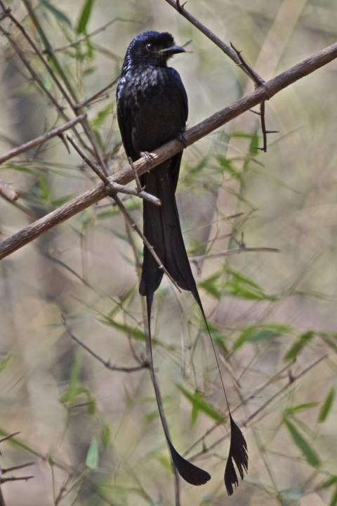 chim Chèo Bẻo | Chim canh - Cay canh - Chim bo cau - Chao mao - Hoa dep
