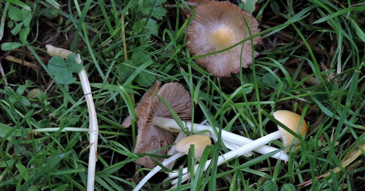 Ramblings Of A Naturalist Grassland Fungi And Books