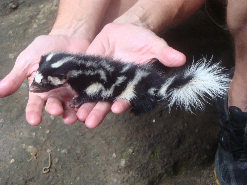 Laguna de Apoyo, Nicaragua: Animal rescue X: Southern Spotted Skunk