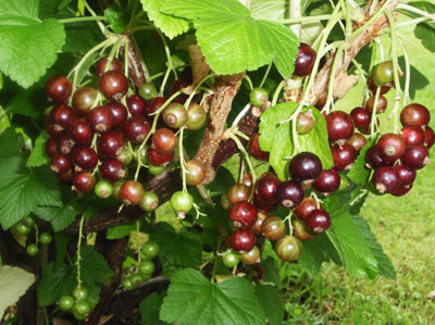 LAS GROSELLAS: CARACTERÍSTICAS Y CUIDADOS