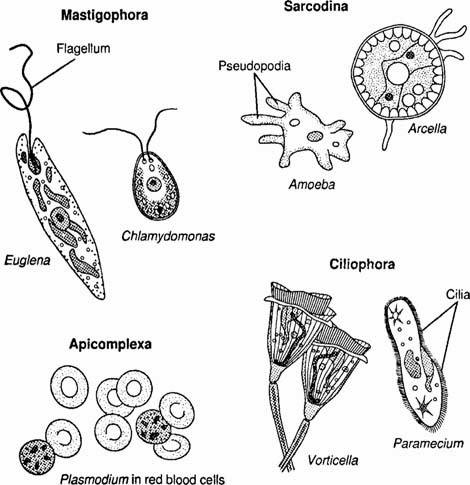 Pengertian, Ciri-ciri dan Klasifikasi Protozoa - Bahasapedia