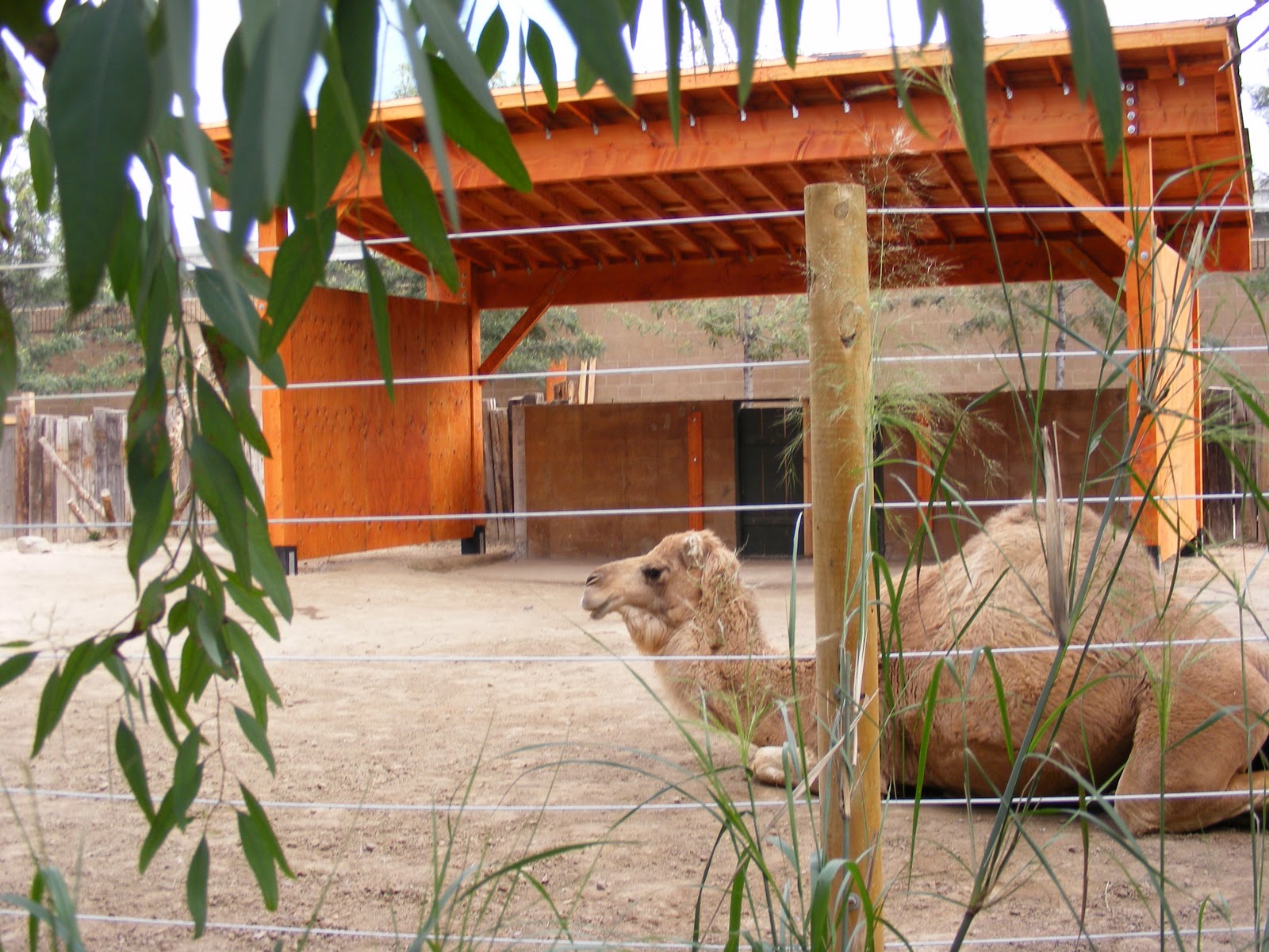 The Santa Ana Zoo at Prentice Park: New Home for Camels at the Zoo!