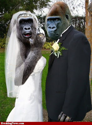 Zoo Animals: Funny Monkeys Married Pictures 2011