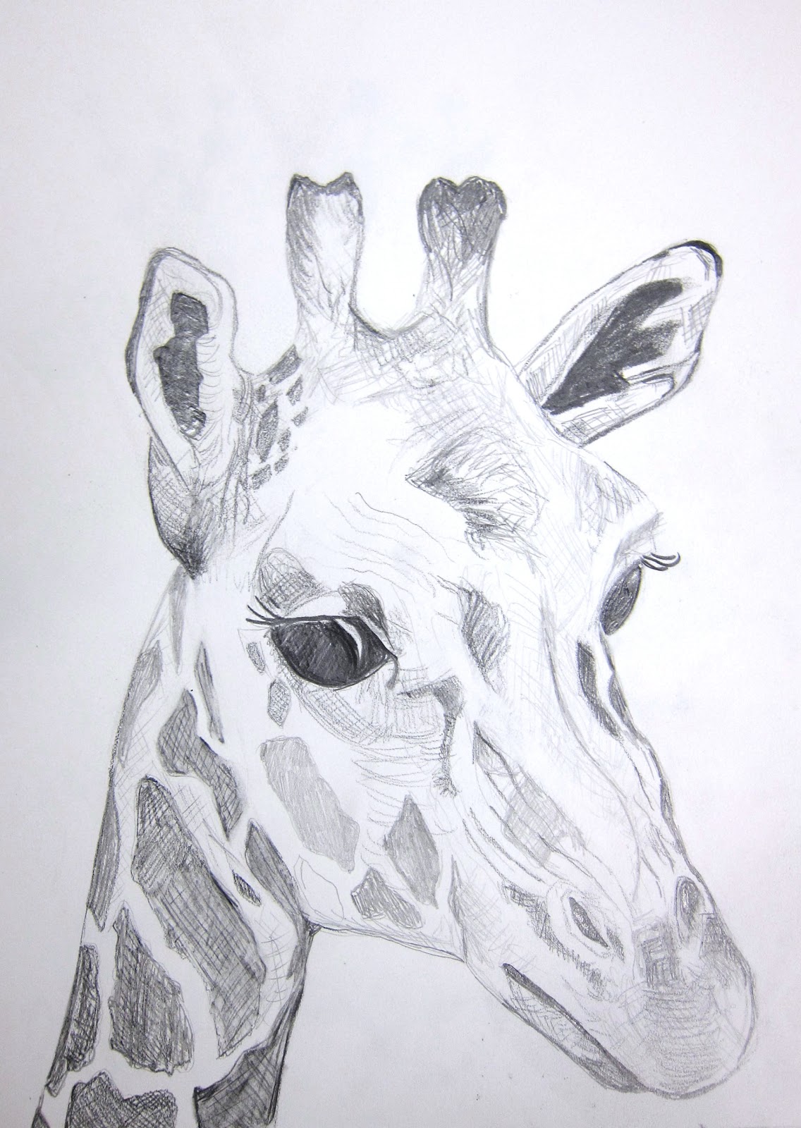 Giraffe Drawing - Marcia Beckett