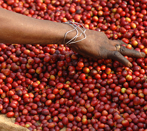 Investment Opportunities Available in Southern Agricultural Growth ...