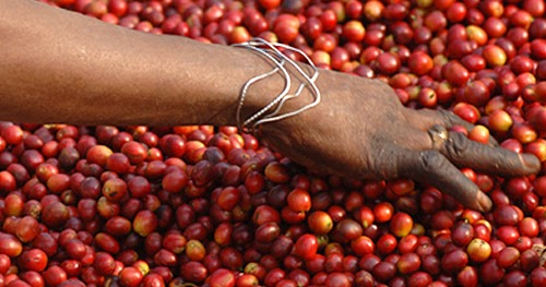 Investment Opportunities Available in Southern Agricultural Growth ...