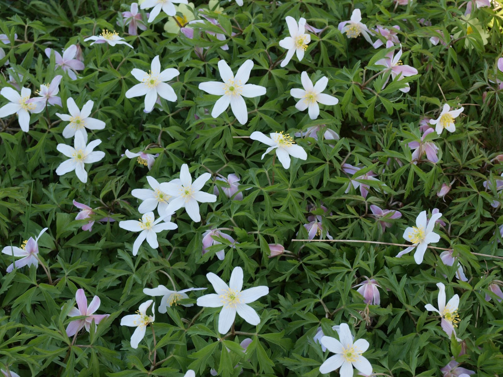 Ragged Robin's Nature Notes: Primrose Weekend at St Patrick's Church ...
