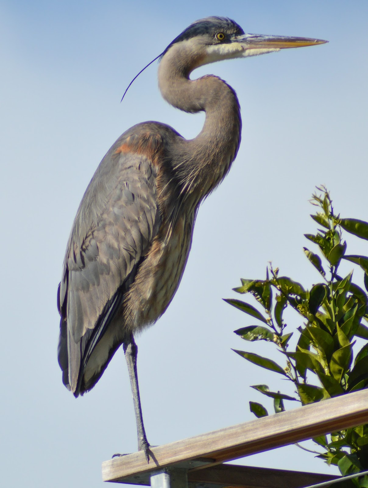 Birds of Marin County | Trails of Arkansas (& now California)