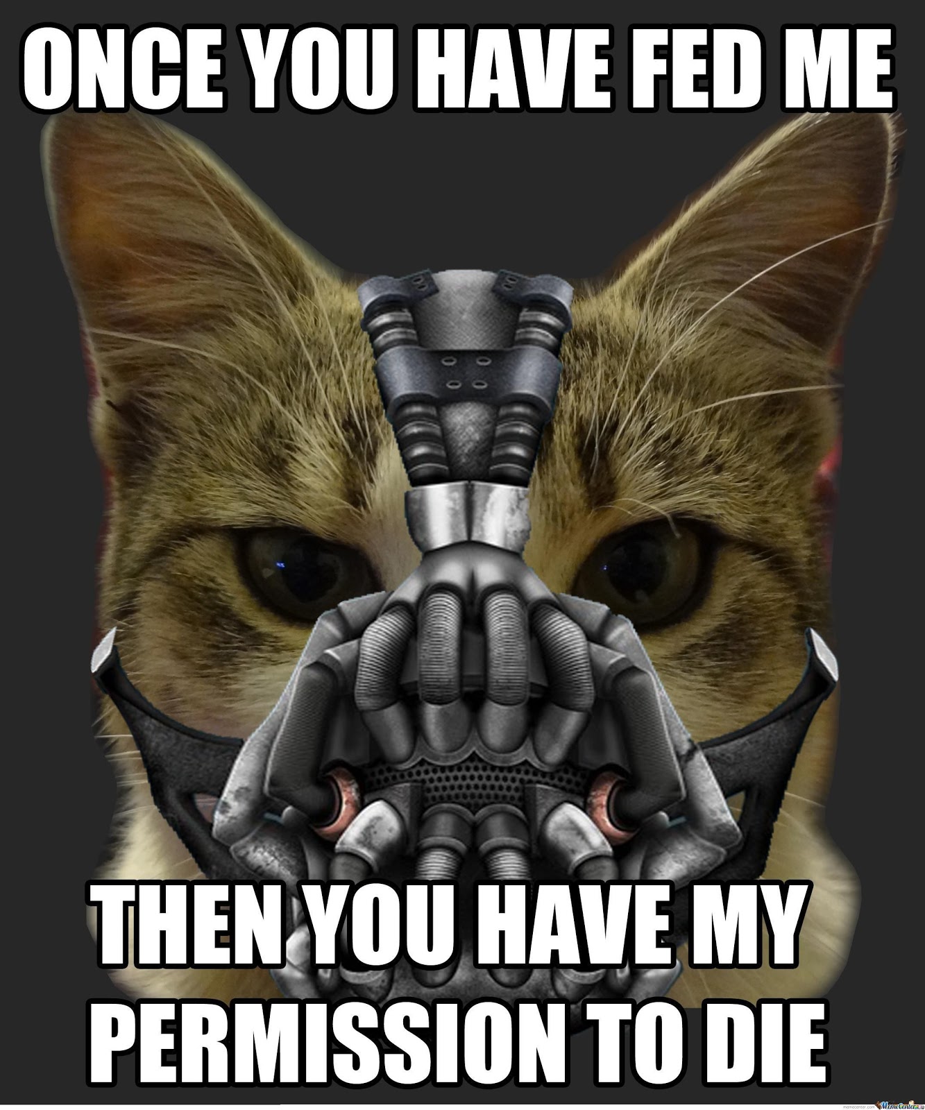 Bane Cat Meme