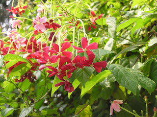 Halamang Gamot - Niyog-Niyogan - KeyzoneBlog