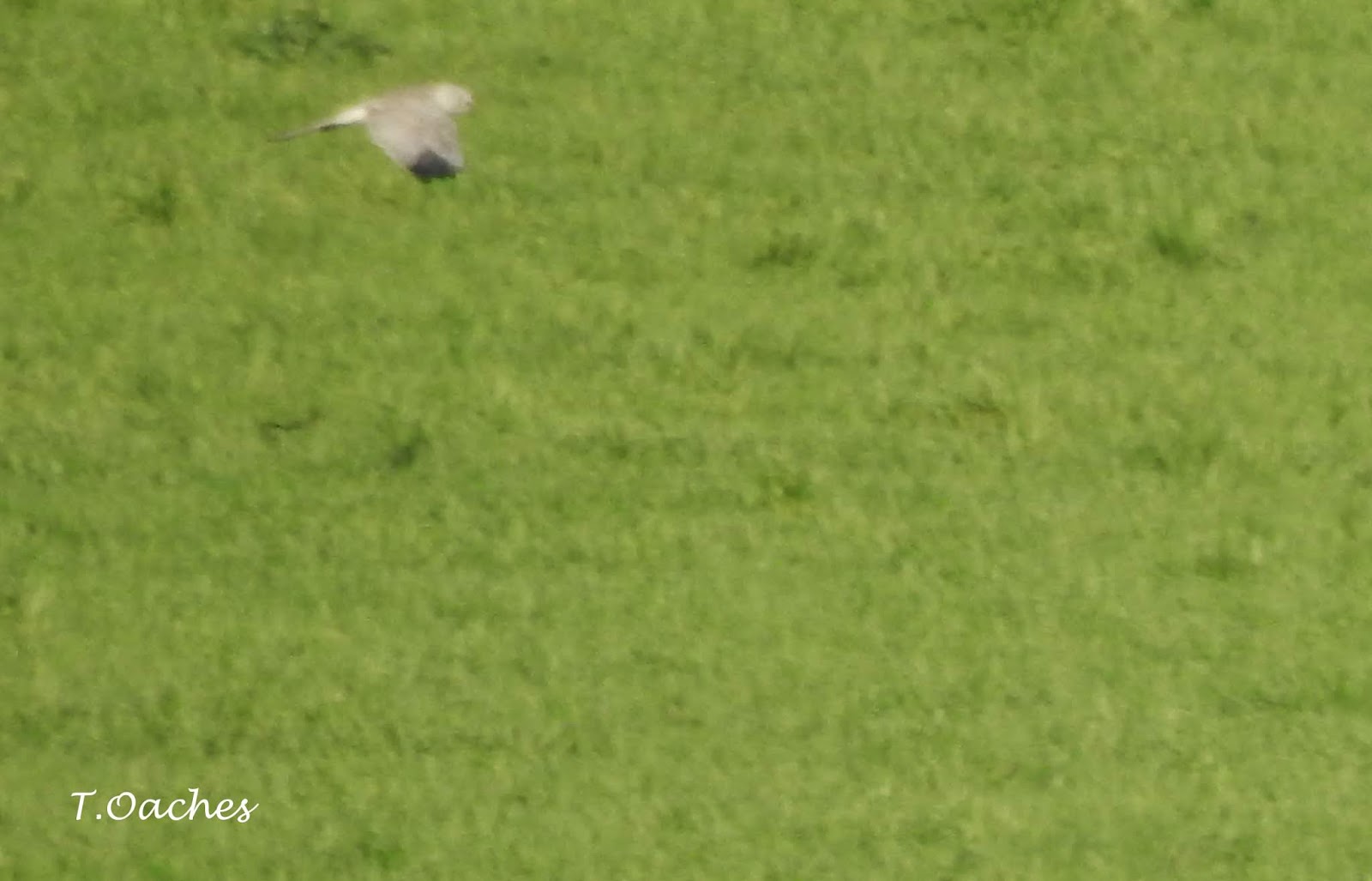 PASARI DIN ROMANIA: ERETE ALB, Circus macrourus