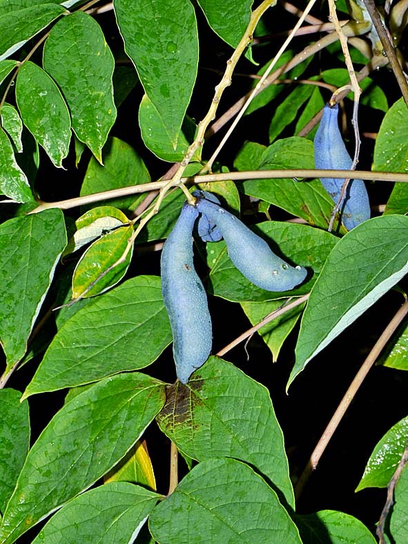 A Digital Botanic Garden: Decaisnea fargesii, Dead Man's Fingers ...