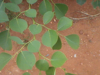 Agroforestry - A blog on Agrihortisilviculture: Leaf pattern of ...