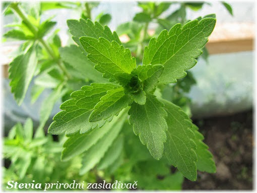 prirodno lecenje biljem