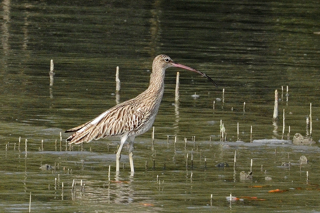 Sundarban Jungle | Beautiful Places