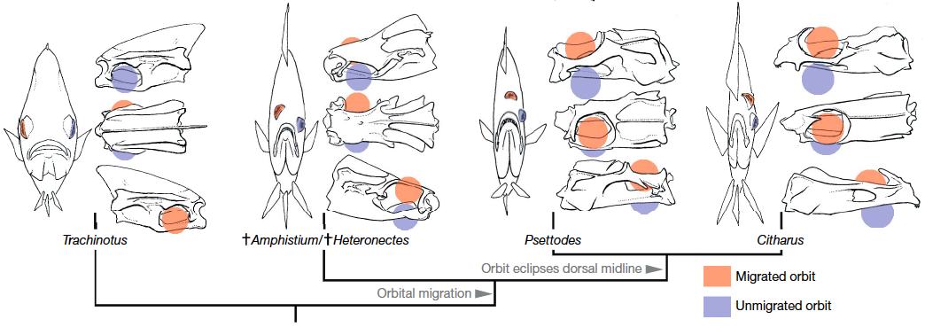 Mostly Open Ocean: Flatfish eyes: The twice solved mystery
