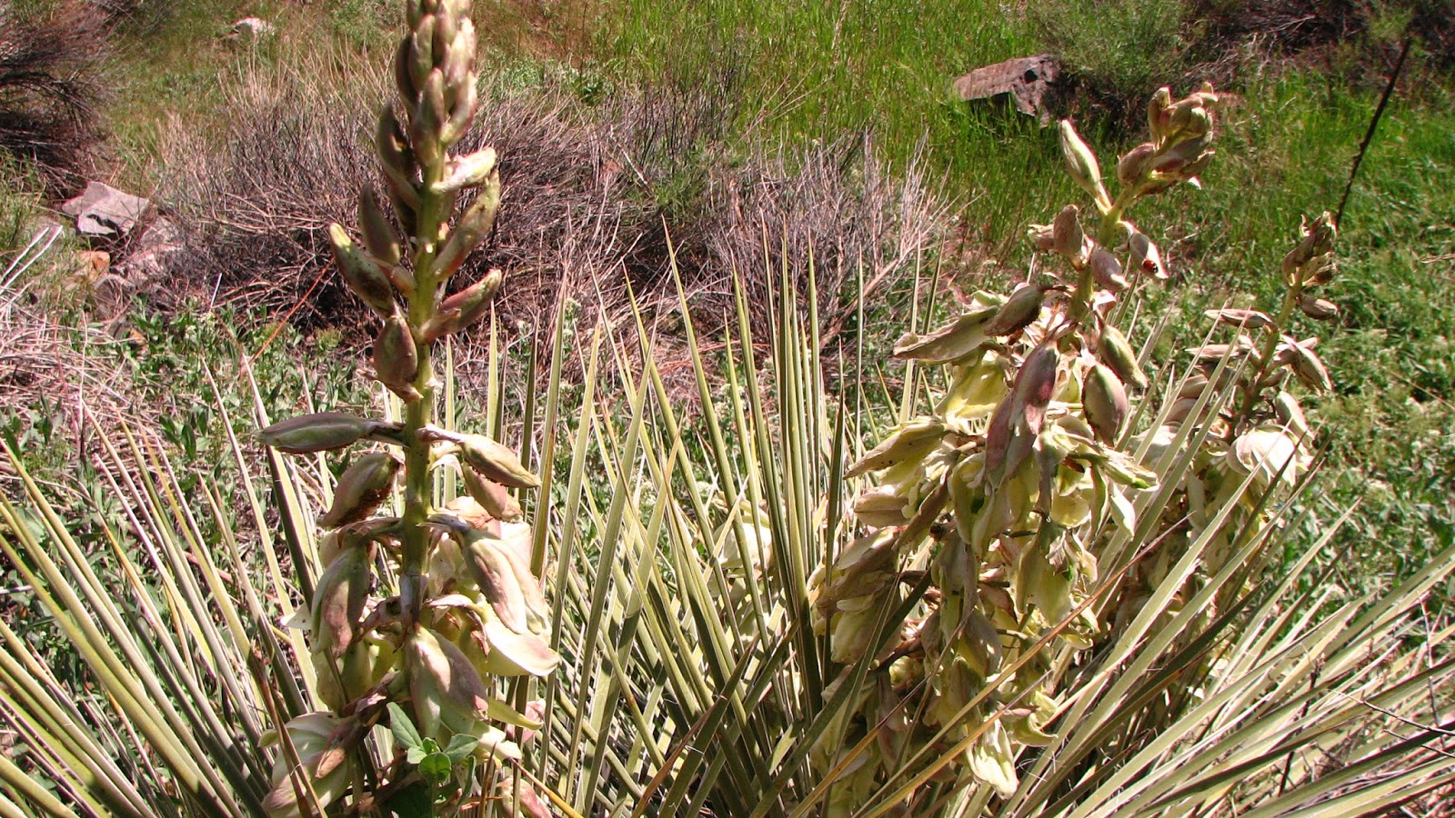 What's Growing in Colorado : Yucca Yucca Yucca