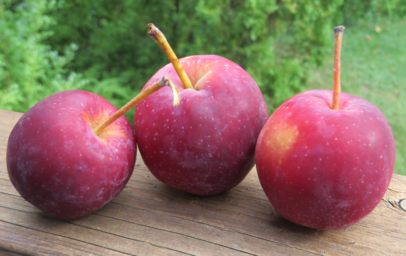 Dolgo - Adam's Apples