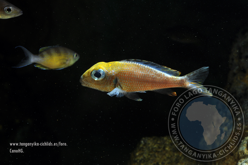 Aquatic: Callochromis macrops Ndole, (Cíclido del Lago Tanganyika)