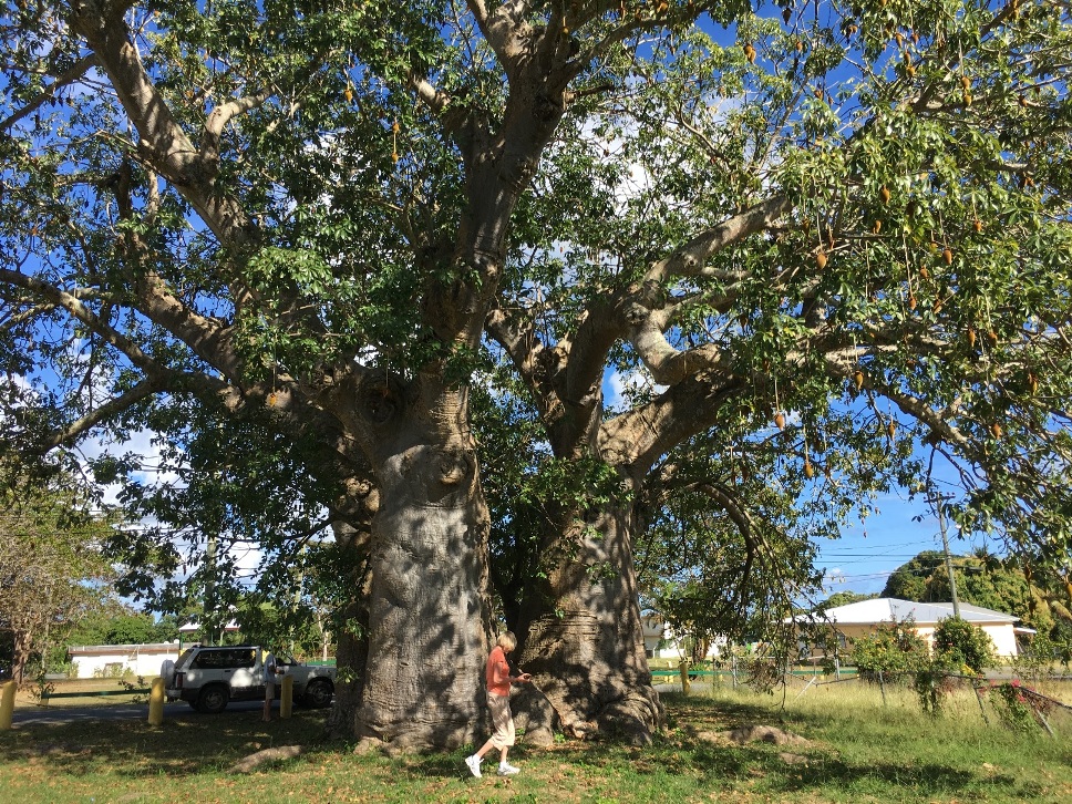 Connecting with Nature: Baobab Trees on St. Croix Have Fruit