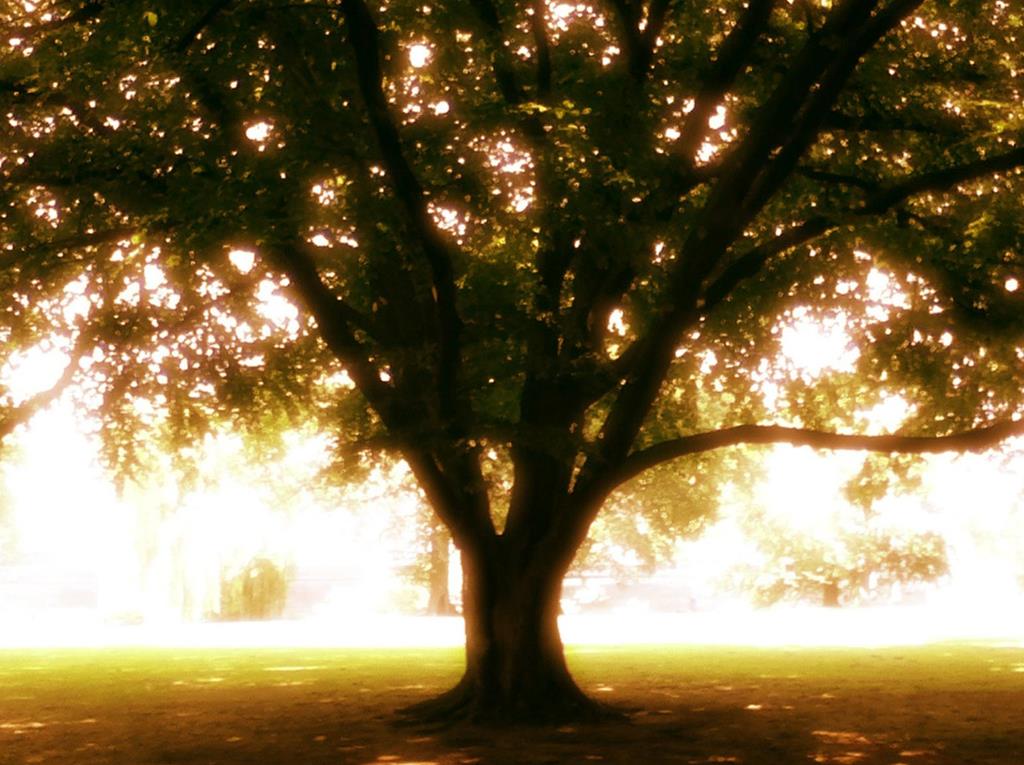 Marcos Garzon: Os dez frutos da árvore