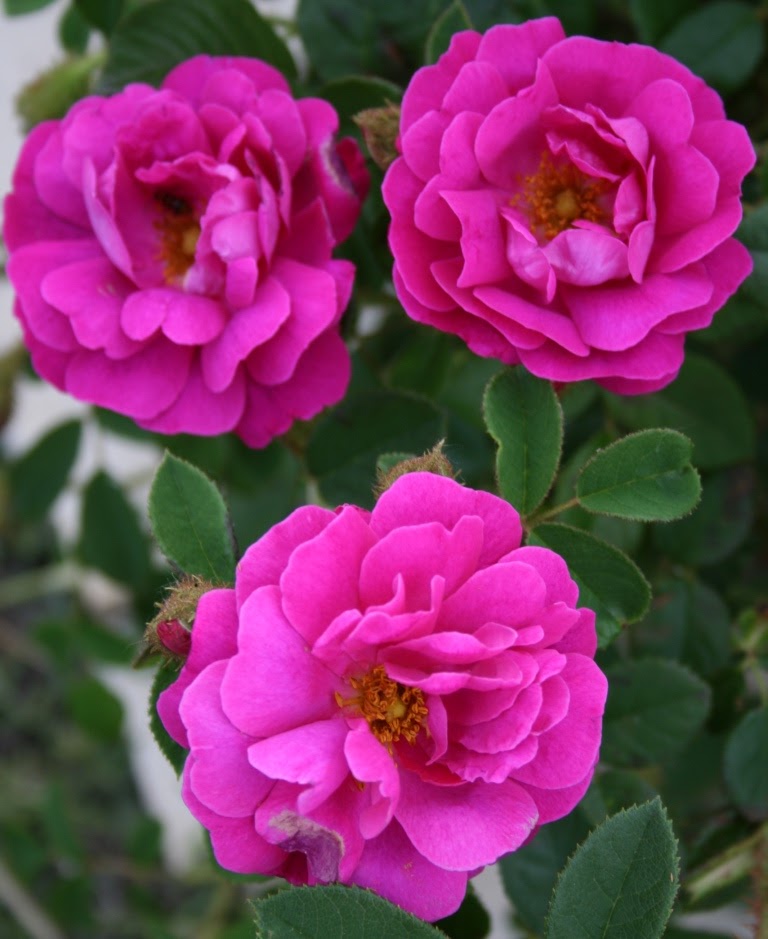 Garden Musings: My Roses