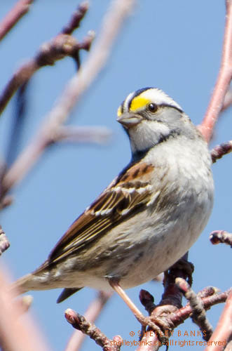 Prairie Nature: White-throated Sparrow - White and Tan Morphs: May ...