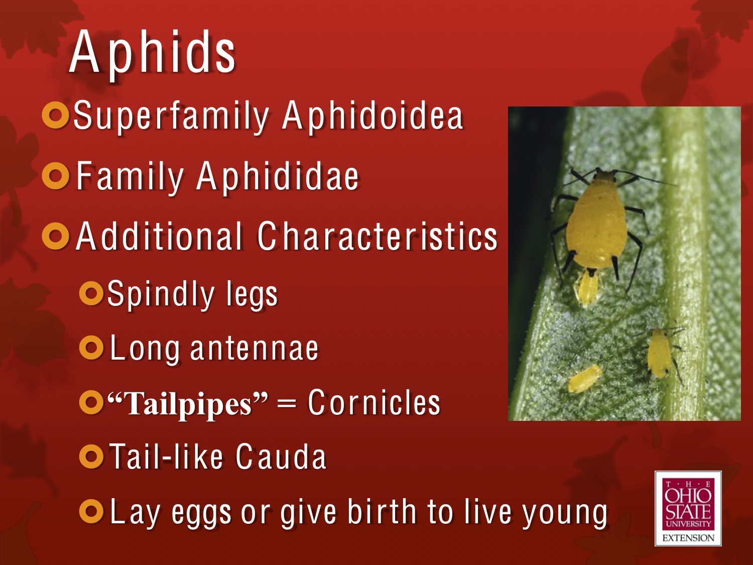 Field Biology in Southeastern Ohio: Hemlock Wooly Adelgid Reaches ...