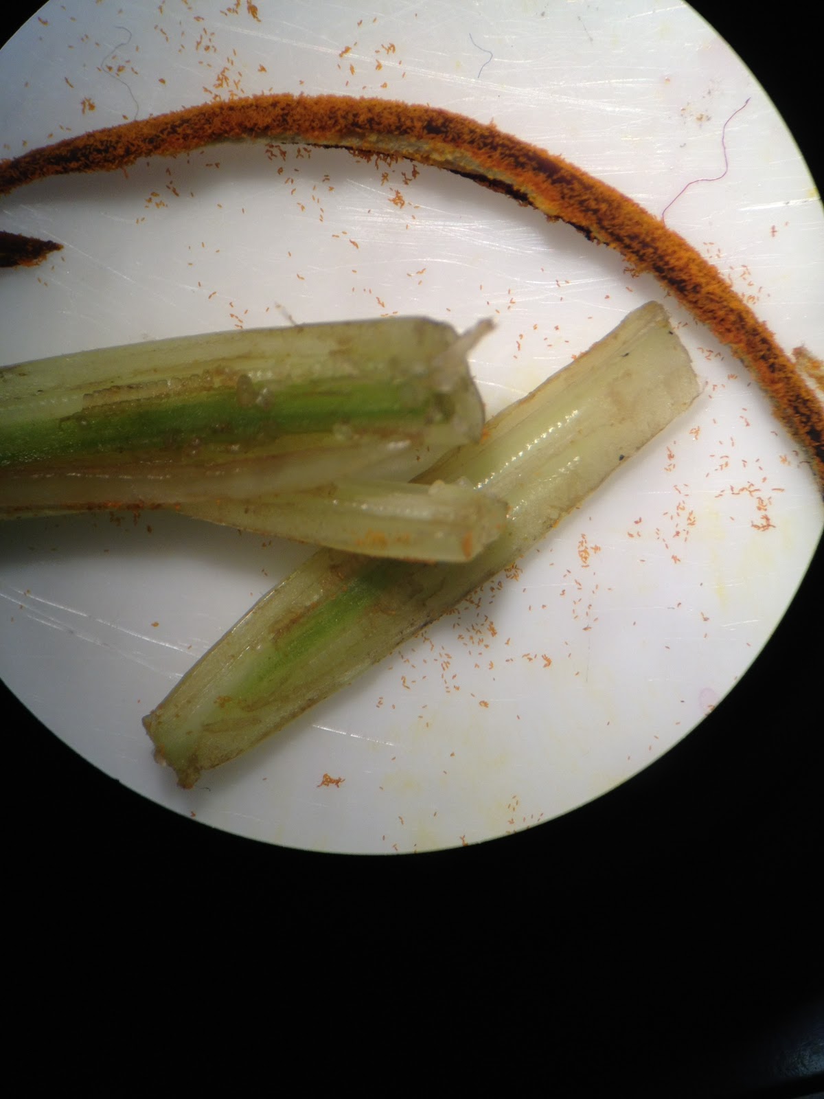Biology Labs: Plantae: Anthophyta
