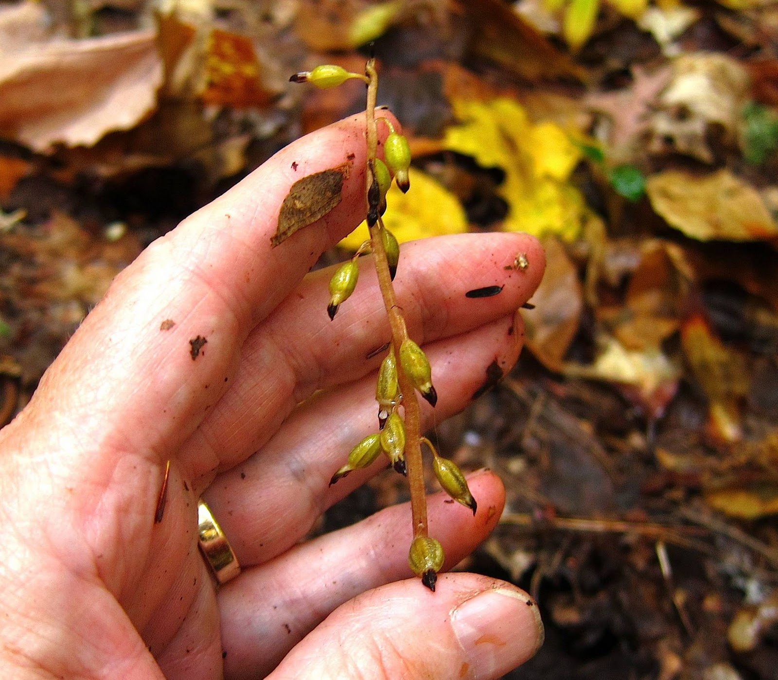 Saratoga woods and waterways: Searching for Autumn Coralroot