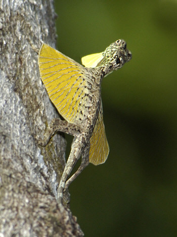Semua Tentang drh.Menyil: Sulawesi Lined Gliding Lizard