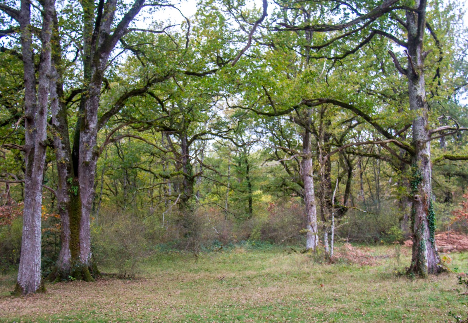 EL BOSQUE DE ORGI, NAVARRA