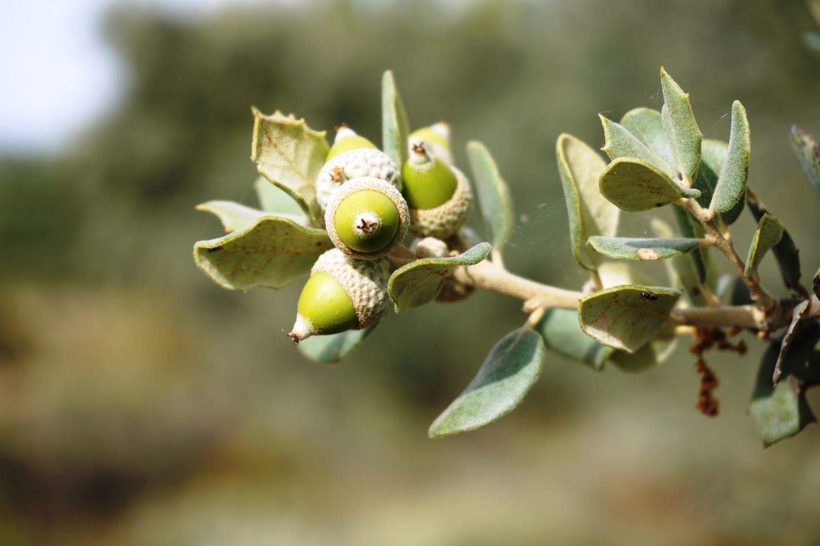 Plantas de Huerta Otea, Salamanca: Encina (Quercus ilex)