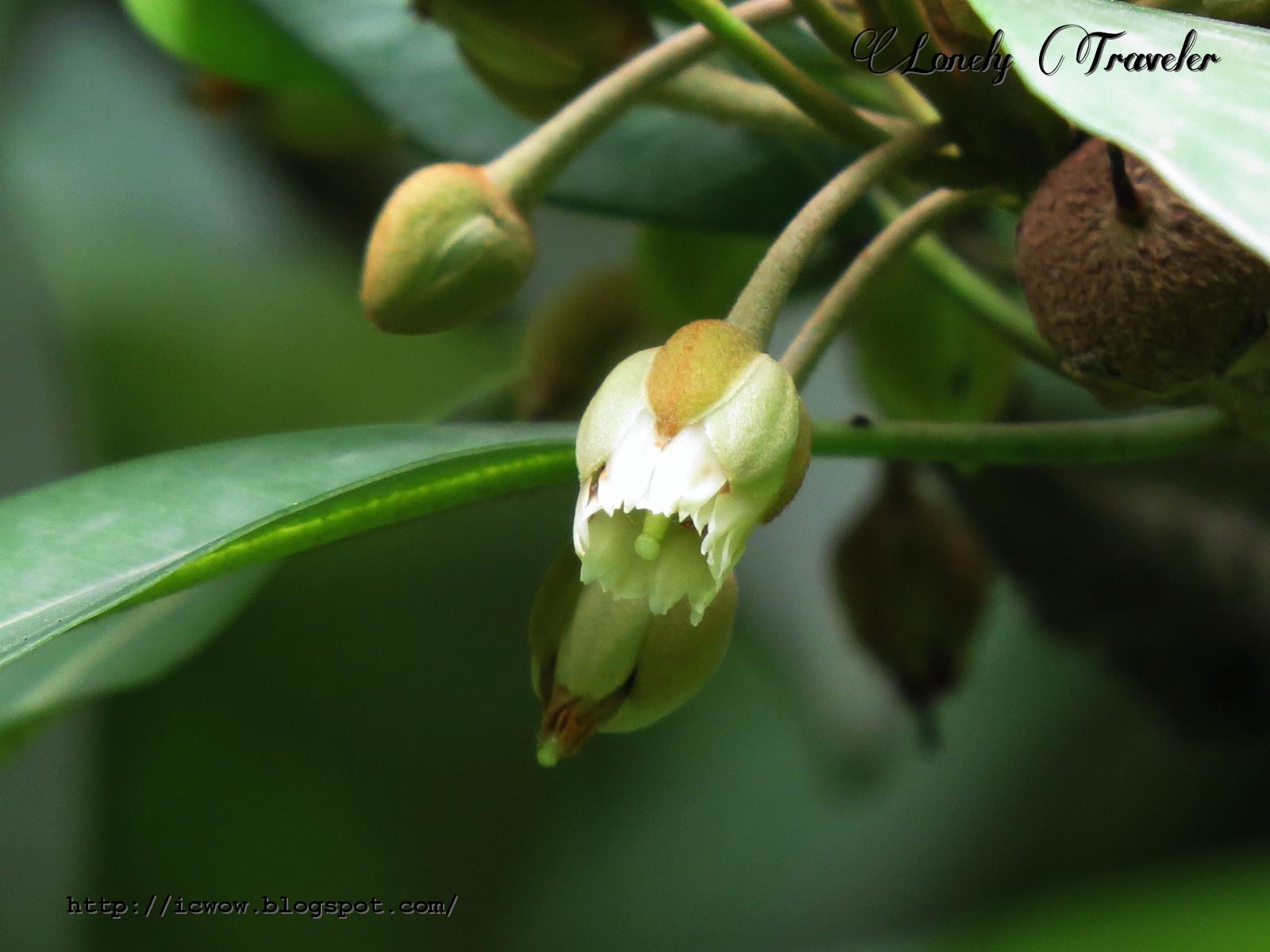 Sapodilla plum - Manilkara zapota